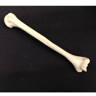 Sawbone Humerus